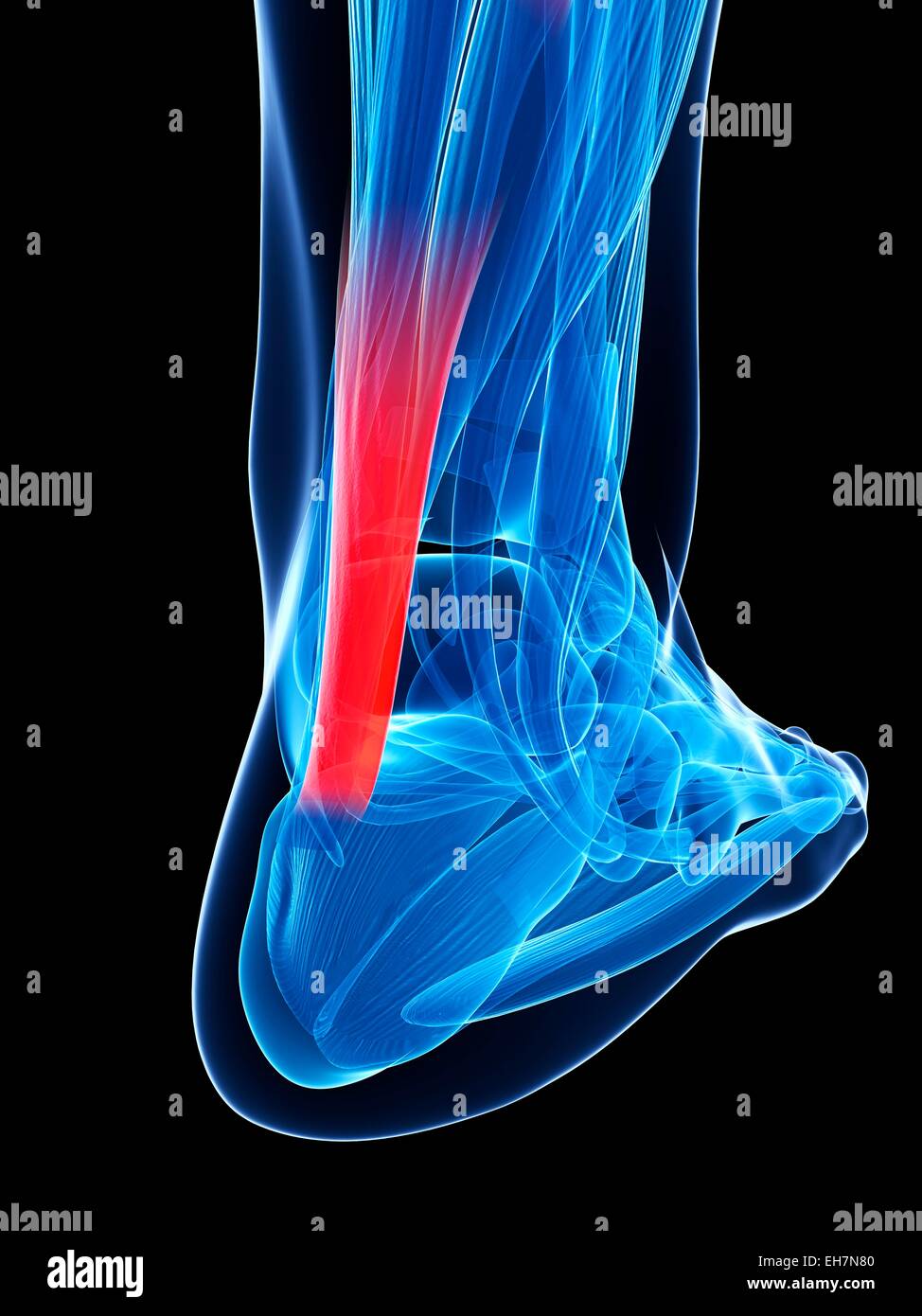 Achilles tendon, illustration Stock Photo - Alamy