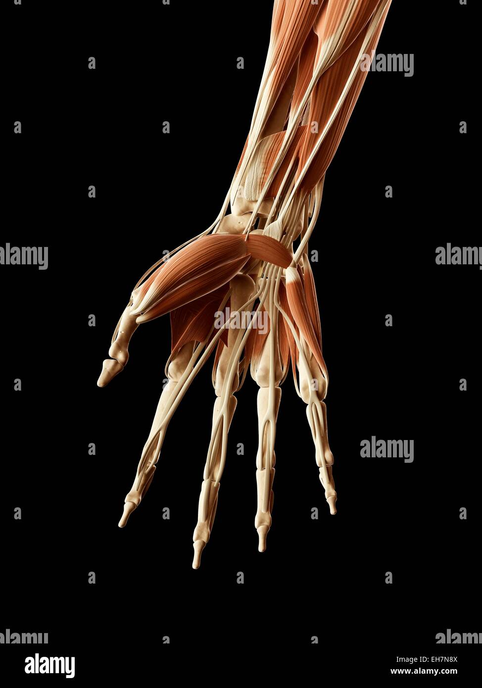 Human hand muscles, illustration Stock Photo - Alamy