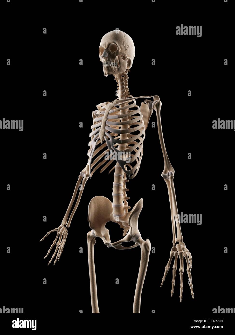 Human skeletal system, illustration Stock Photo - Alamy
