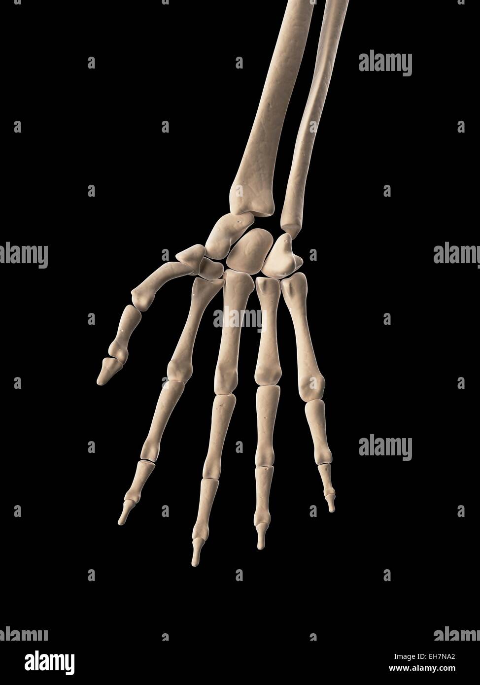 Human hand bones, illustration Stock Photo - Alamy
