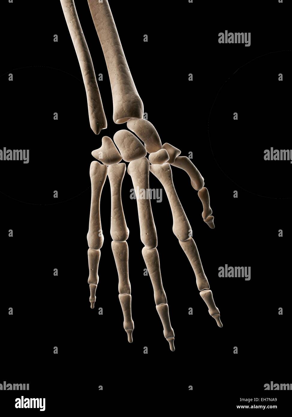 Human hand bones, illustration Stock Photo - Alamy