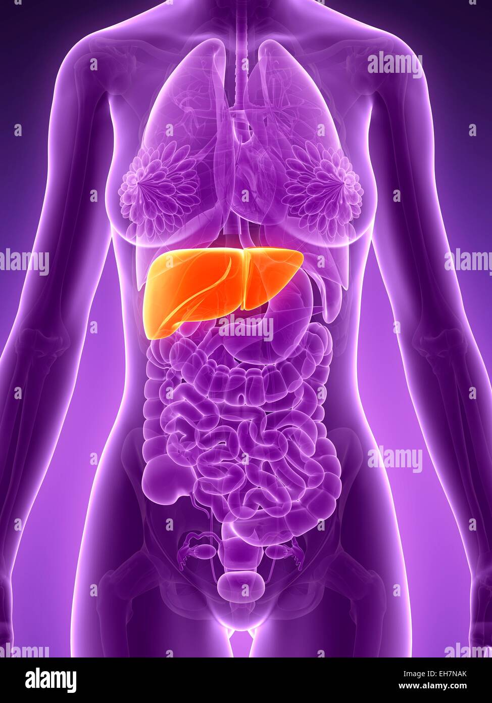 Anatomy of female liver, illustration Stock Photo - Alamy