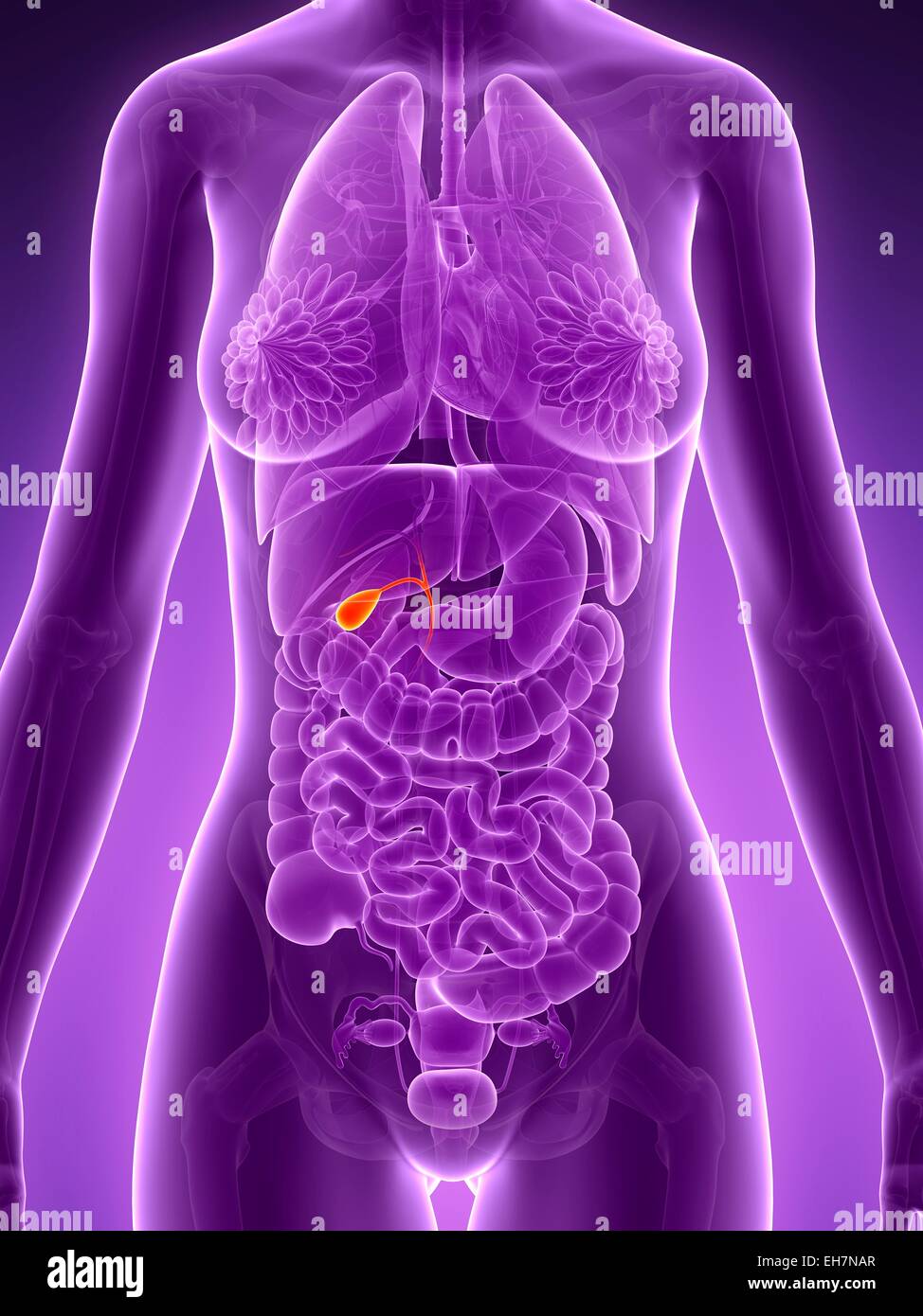 Female gallbladder, illustration Stock Photo - Alamy