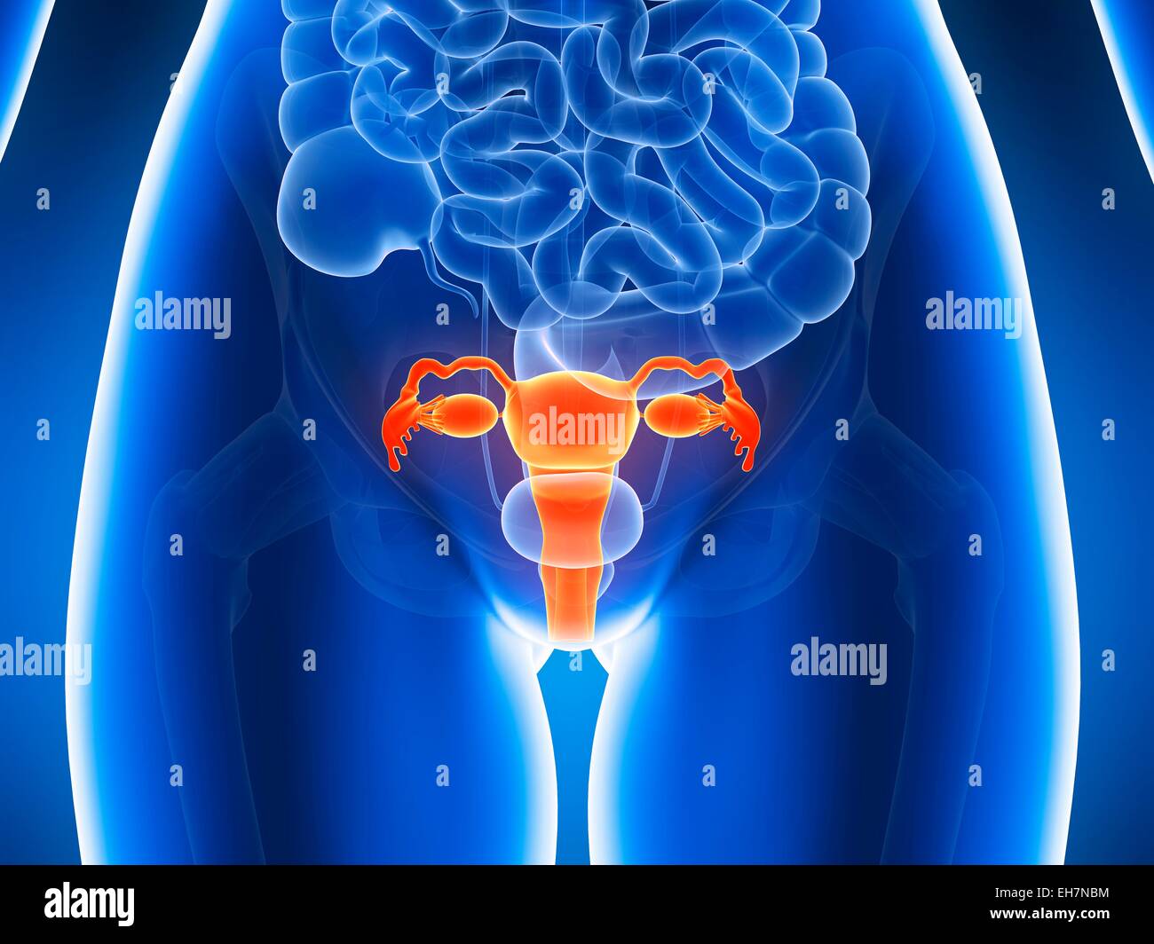 Anatomy of human uterus, illustration Stock Photo - Alamy Anatomy of human uterus, illustration Stock Photo - Alamy
