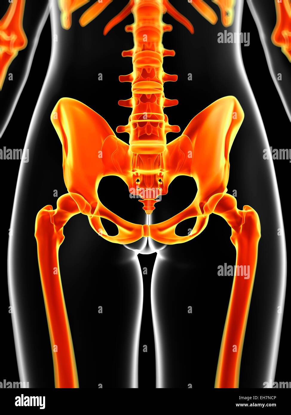 Human pelvis, illustration Stock Photo - Alamy