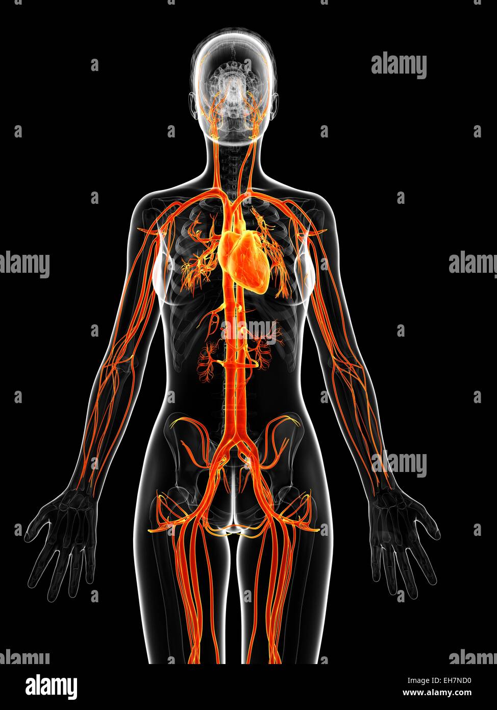 Human vascular system, illustration Stock Photo - Alamy
