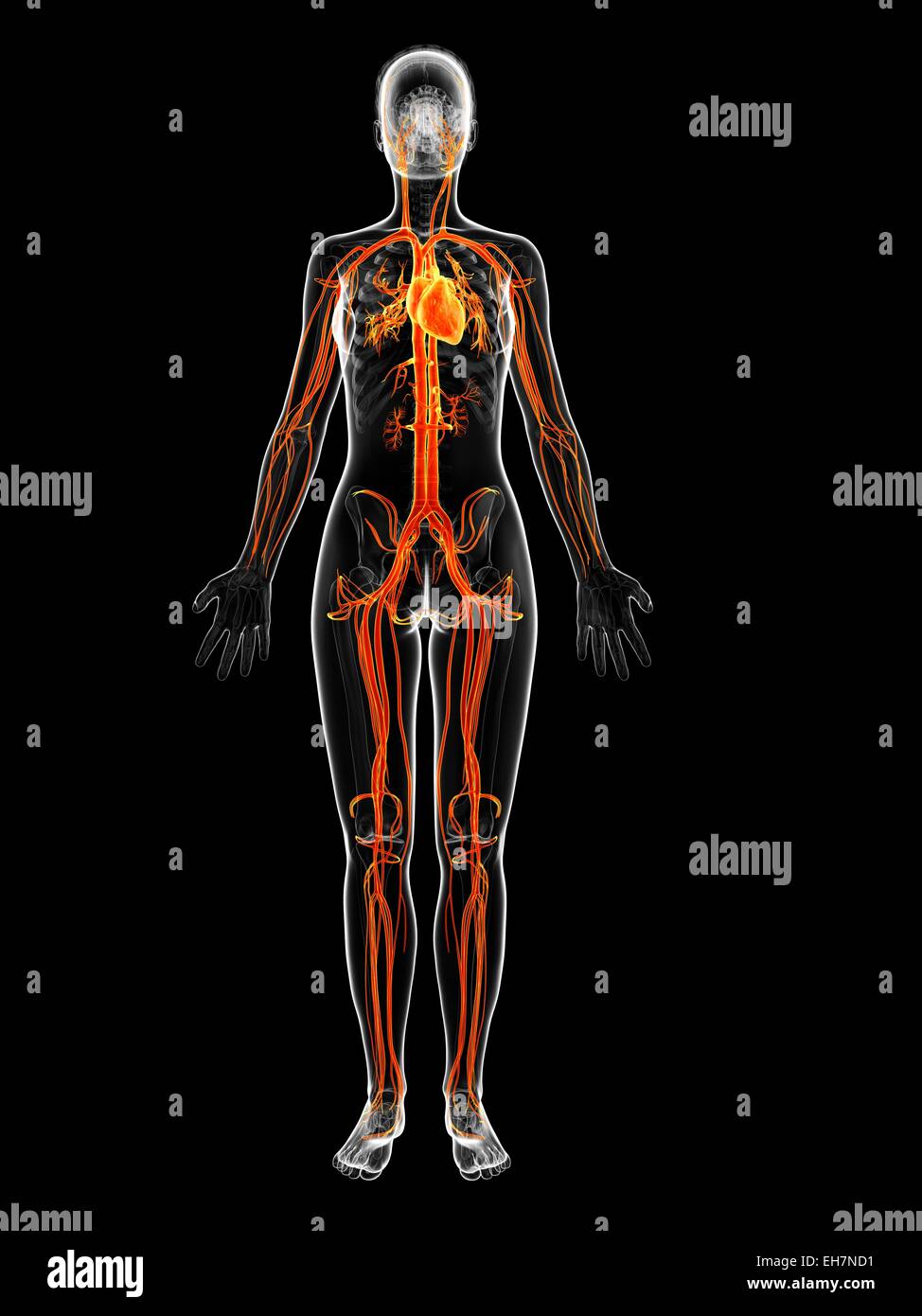 Human vascular system, illustration Stock Photo - Alamy