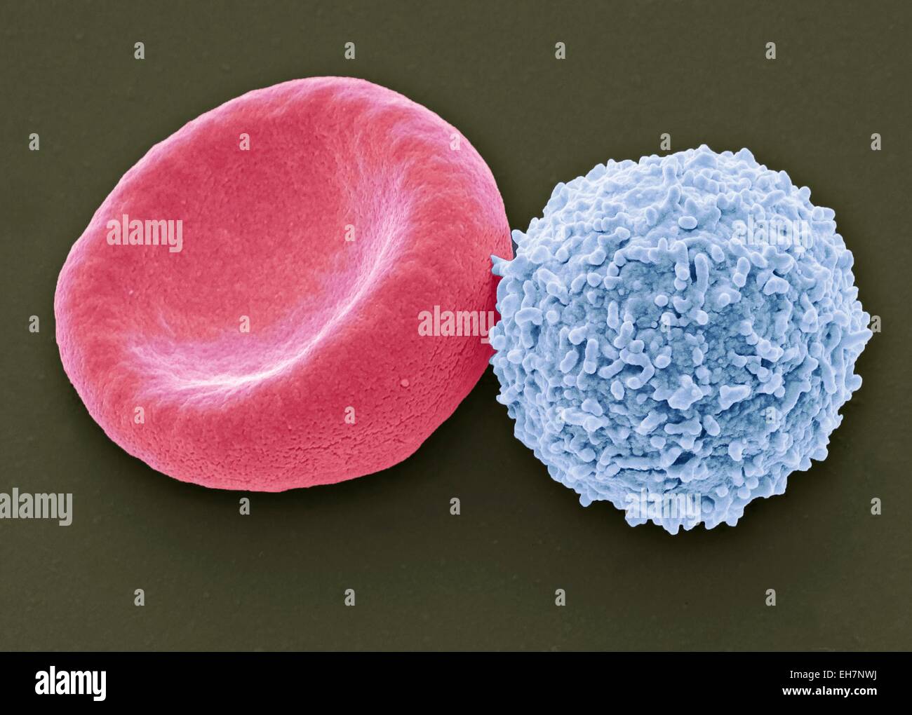 Blood cells, SEM Stock Photo - Alamy