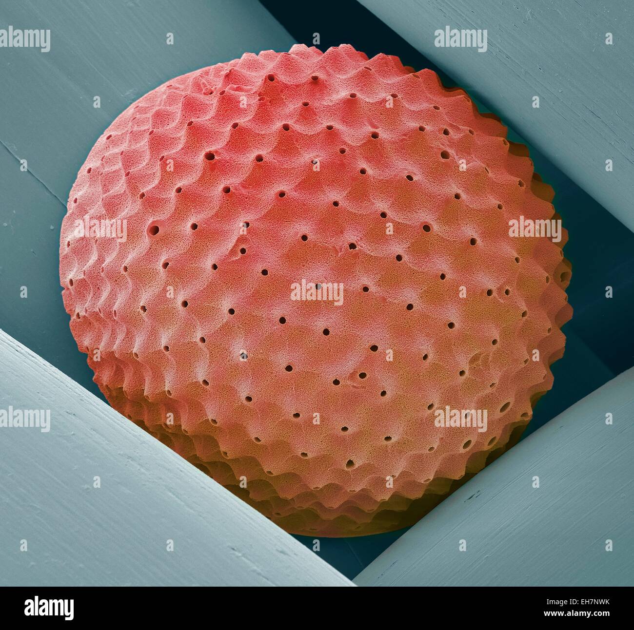 Radiolarian sem hi-res stock photography and images - Alamy