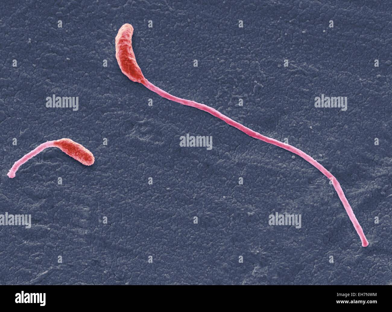 Clostridium phytofermentans, SEM Stock Photo - Alamy