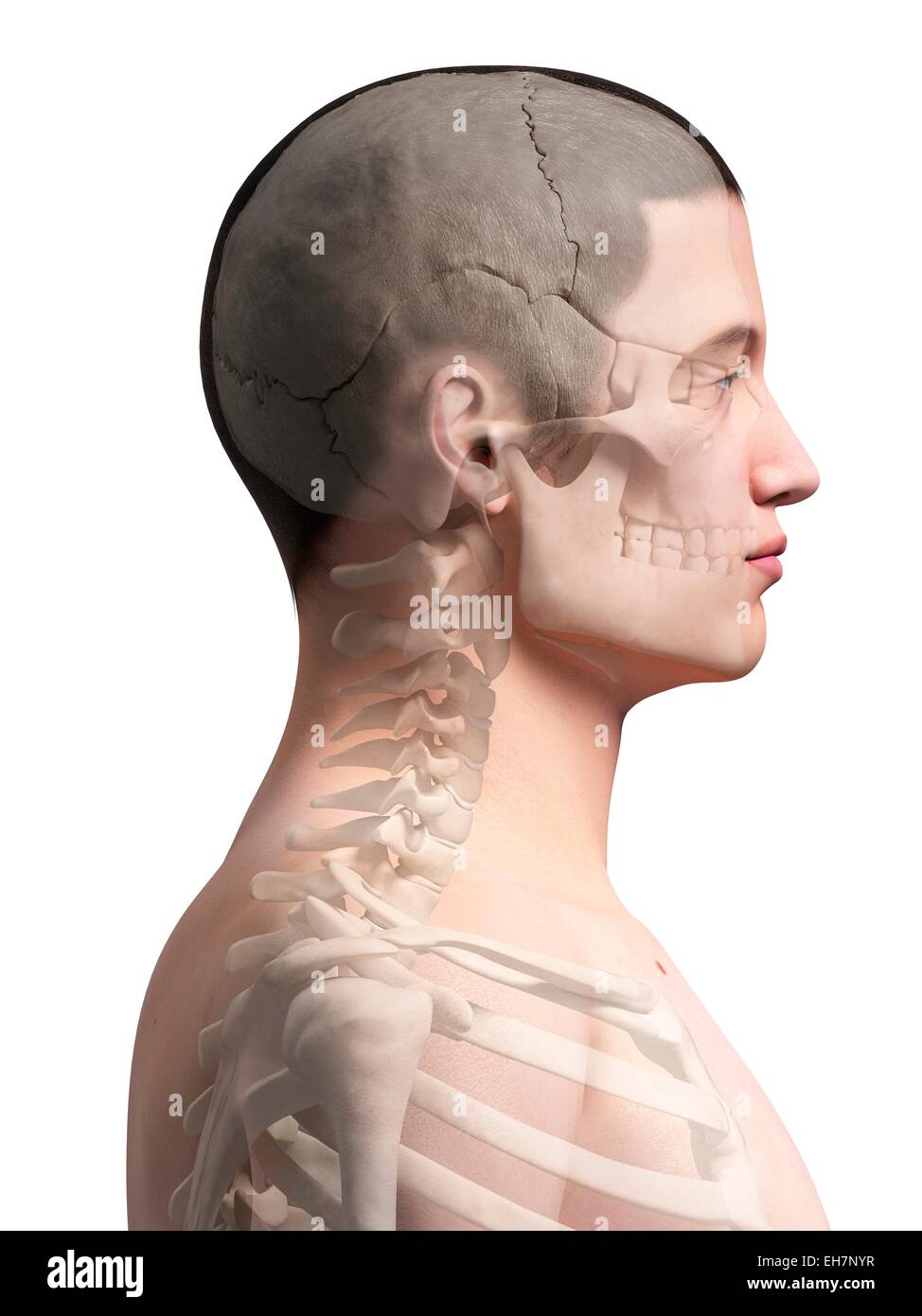 Human neck bones, illustration Stock Photo - Alamy