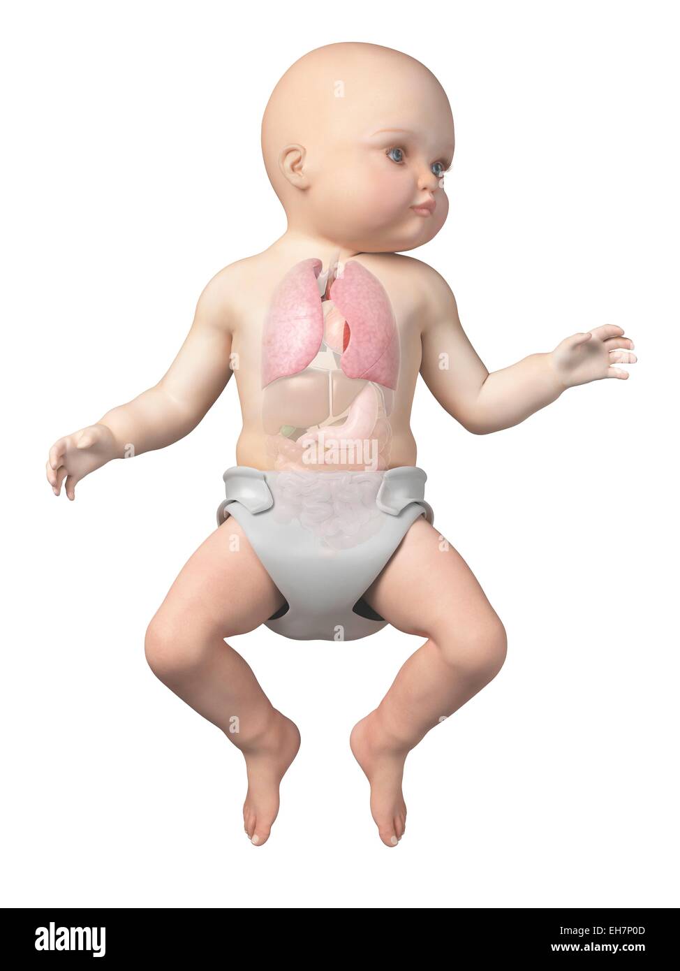 Baby's lungs, illustration Stock Photo - Alamy
