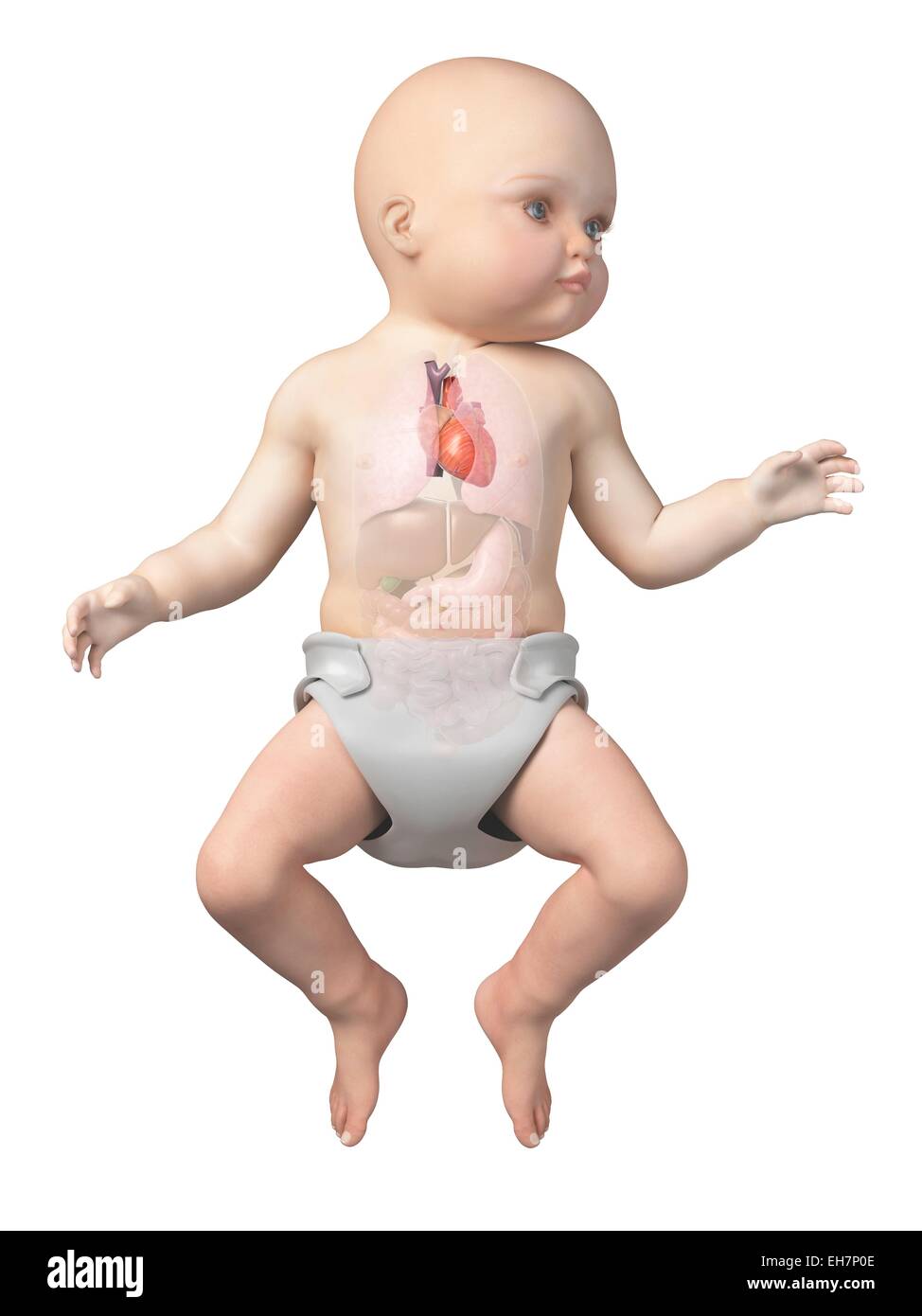 Baby's heart, illustration Stock Photo - Alamy