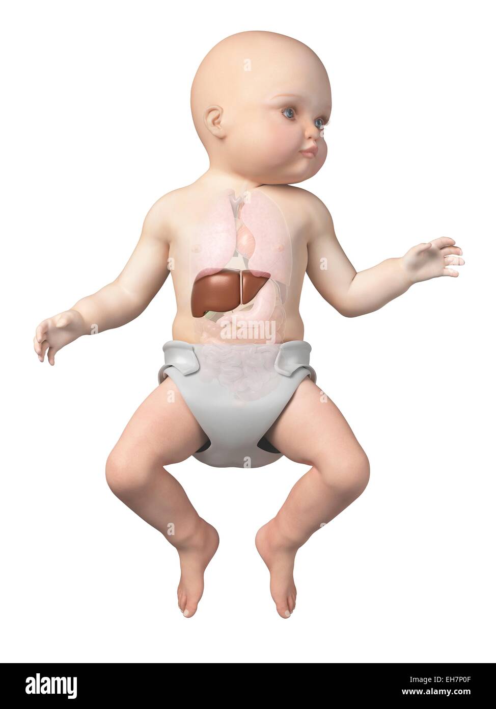 Baby's liver, illustration Stock Photo - Alamy