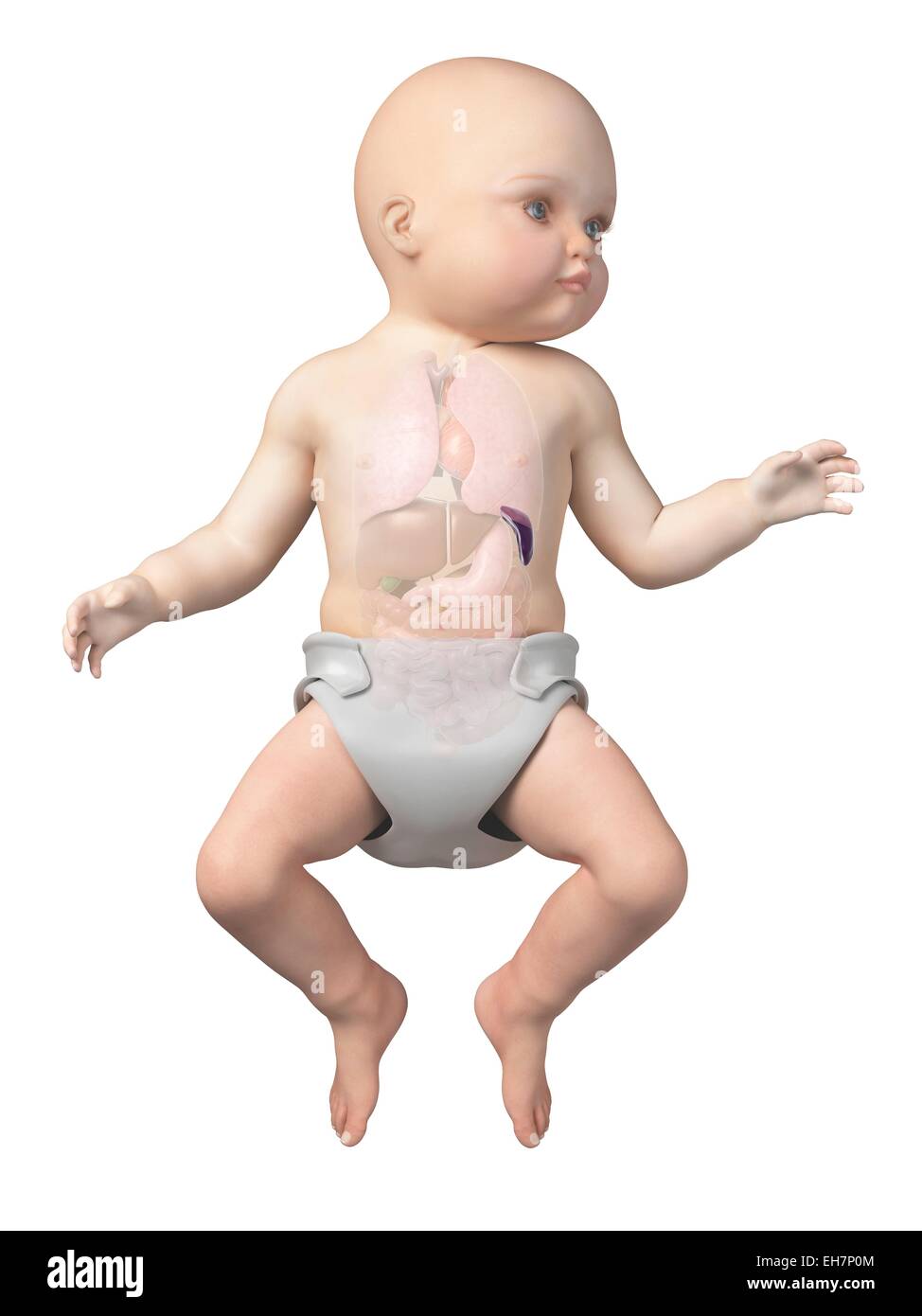 Baby's spleen, illustration Stock Photo - Alamy