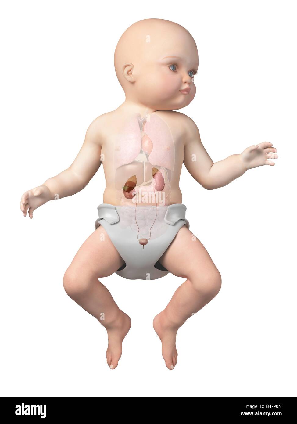 Baby's urinary system, illustration Stock Photo - Alamy