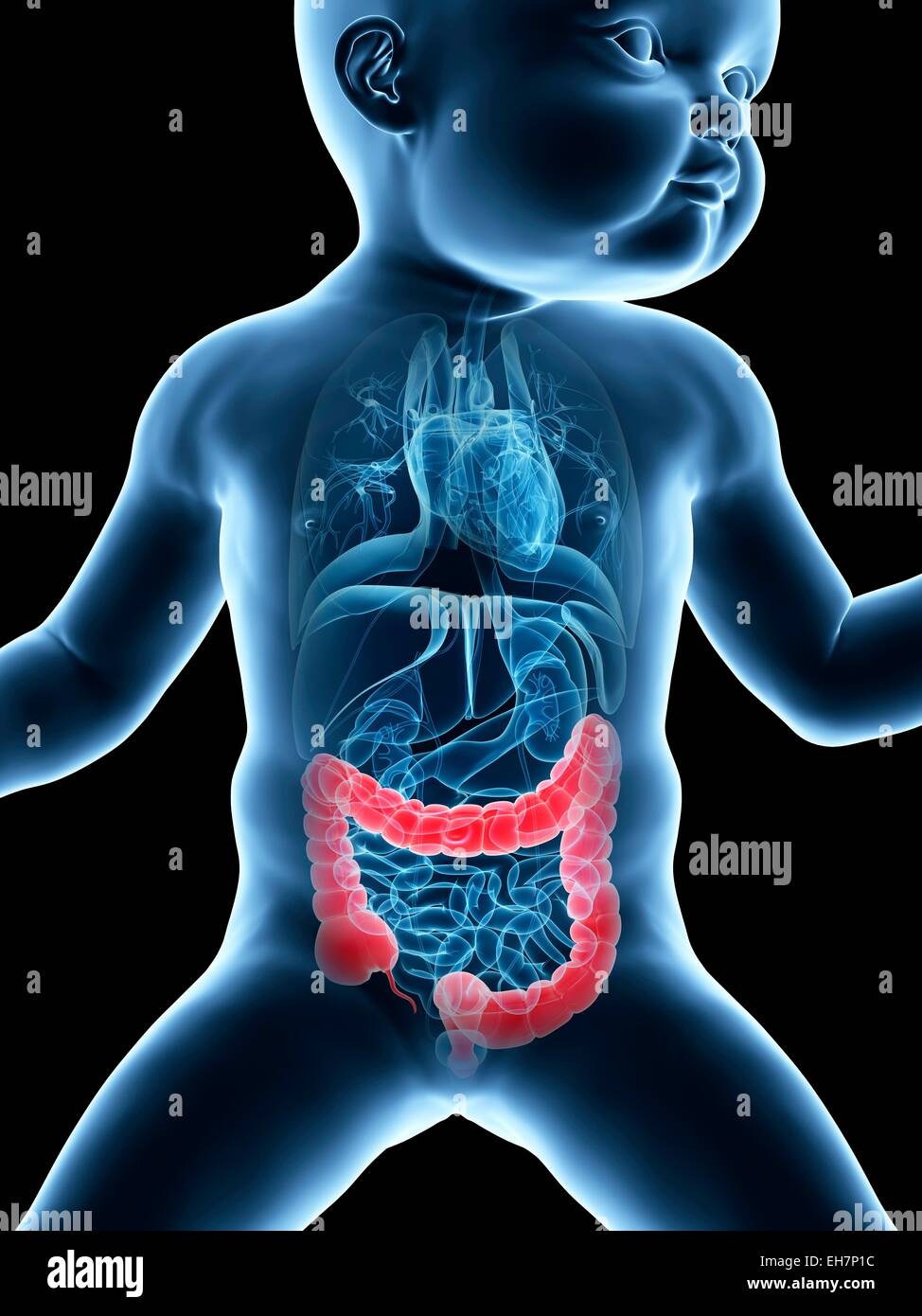 Baby's intestine, illustration Stock Photo - Alamy