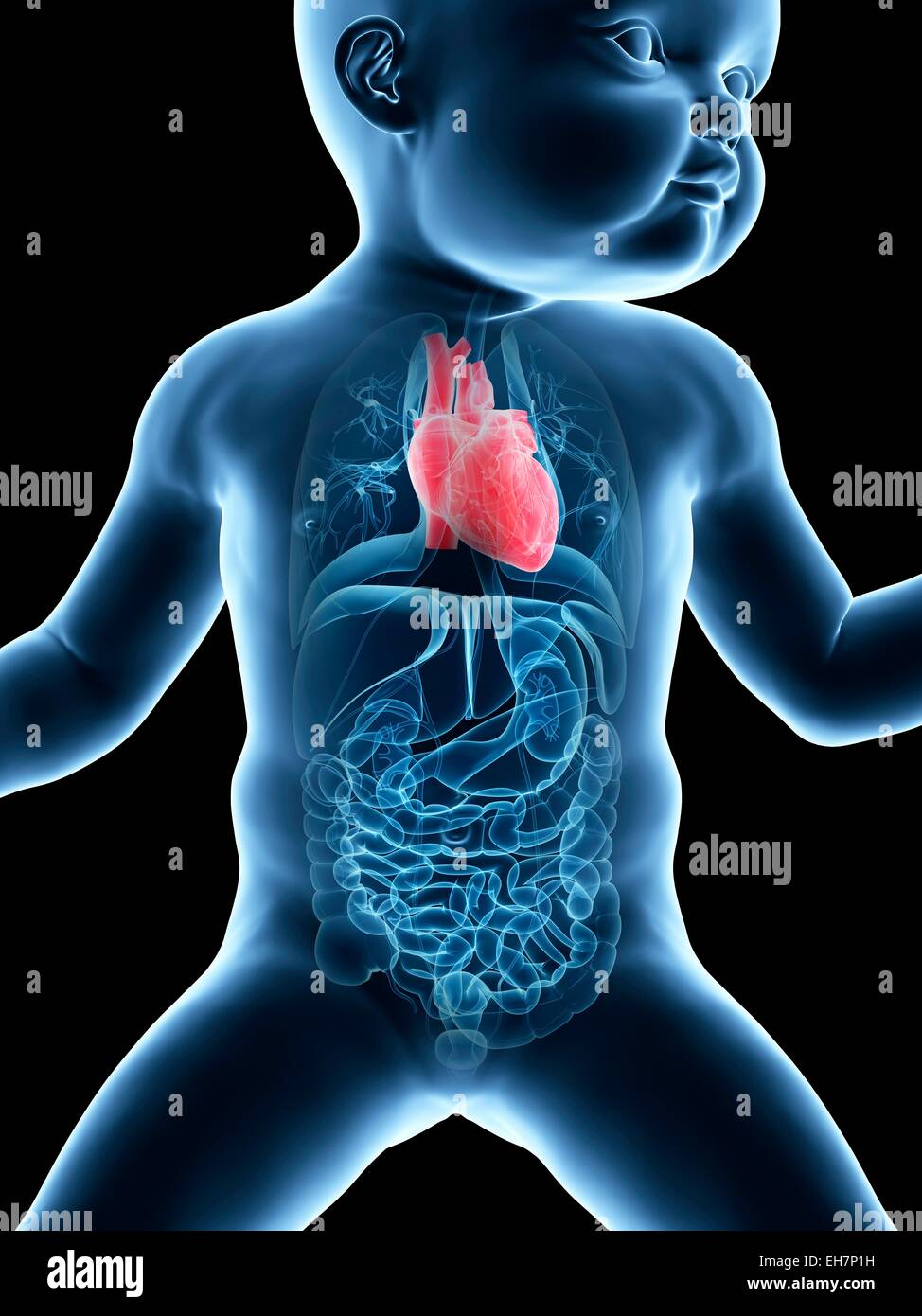Baby's heart, illustration Stock Photo - Alamy