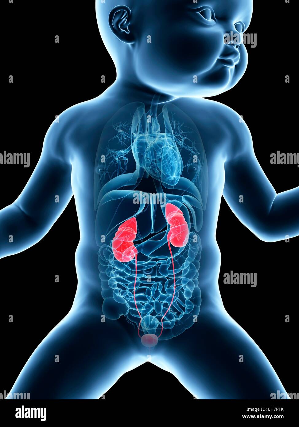 Baby's urinary system, illustration Stock Photo - Alamy