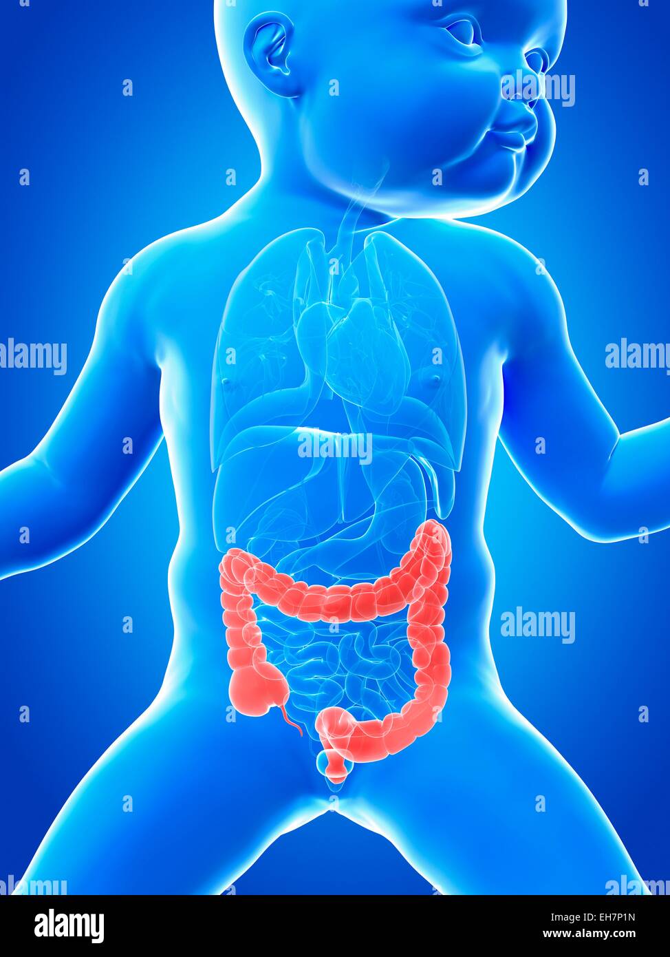Baby's intestine, illustration Stock Photo - Alamy