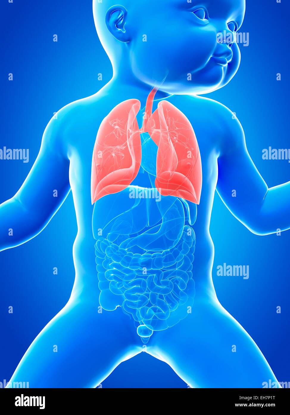 Babys lungs hi-res stock photography and images - Alamy