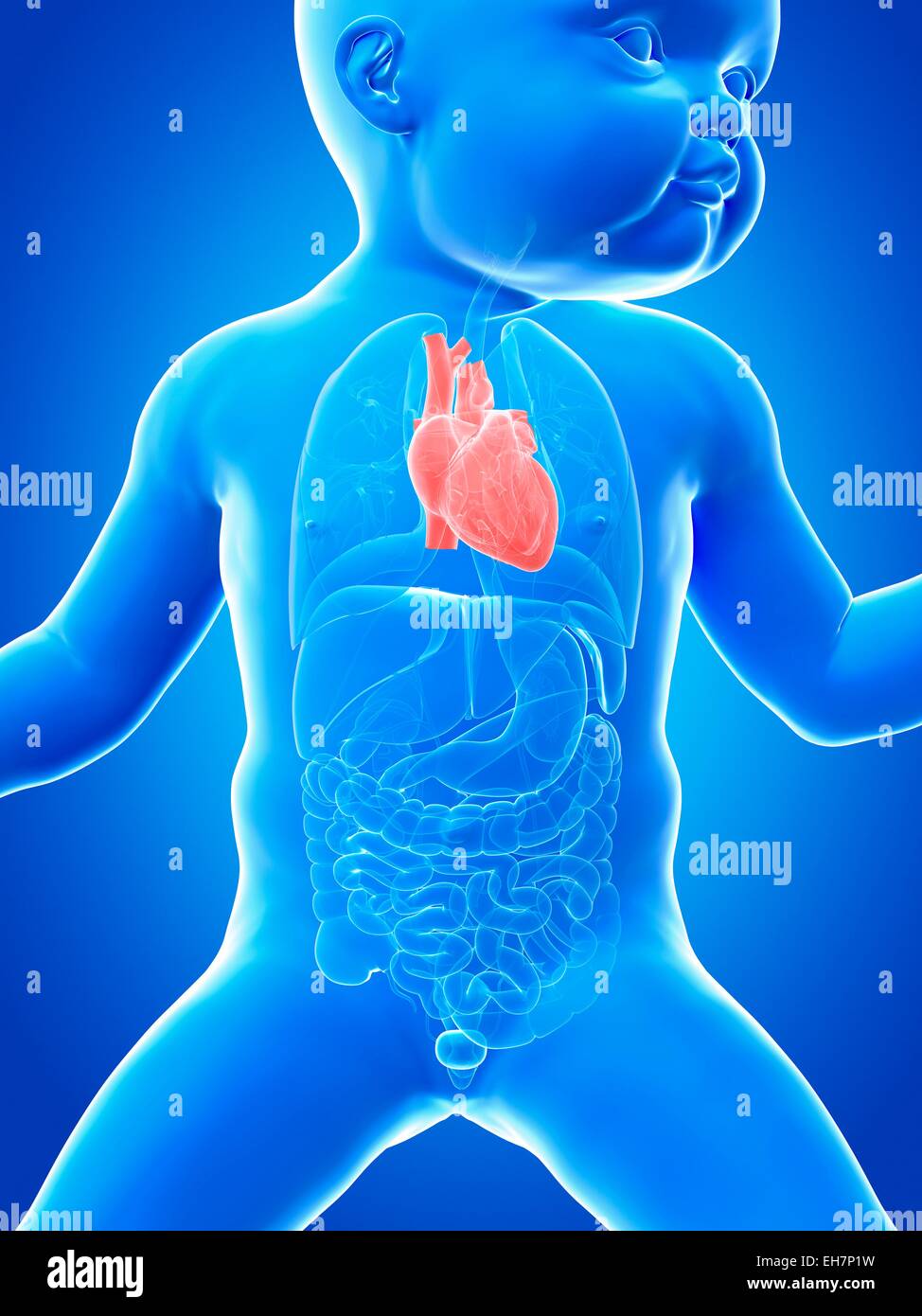Baby's heart, illustration Stock Photo - Alamy