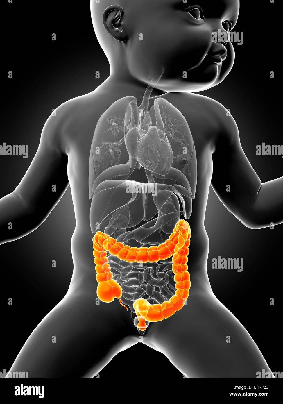 Baby's intestine, illustration Stock Photo - Alamy