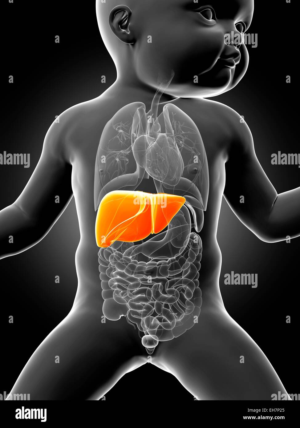 Baby's liver, illustration Stock Photo - Alamy