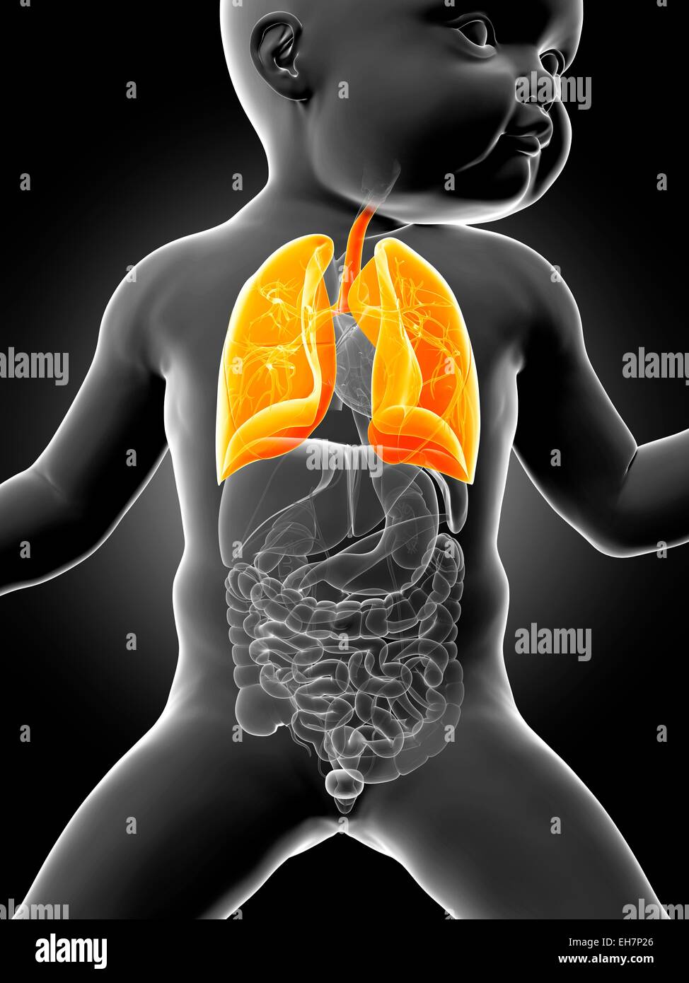 Baby's lungs, illustration Stock Photo - Alamy