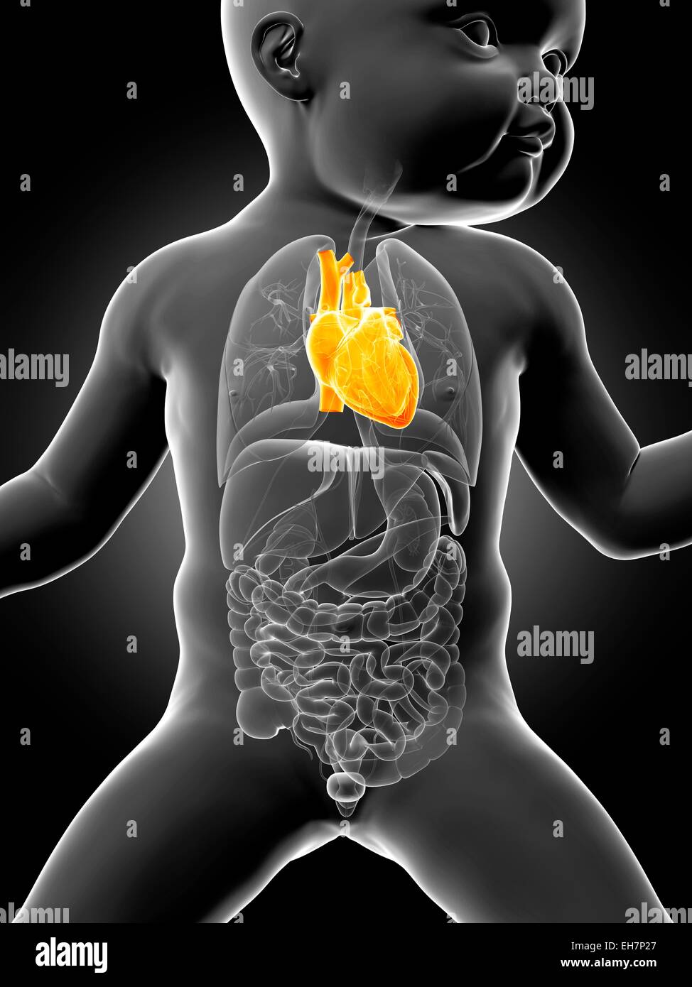 Baby's heart, illustration Stock Photo - Alamy