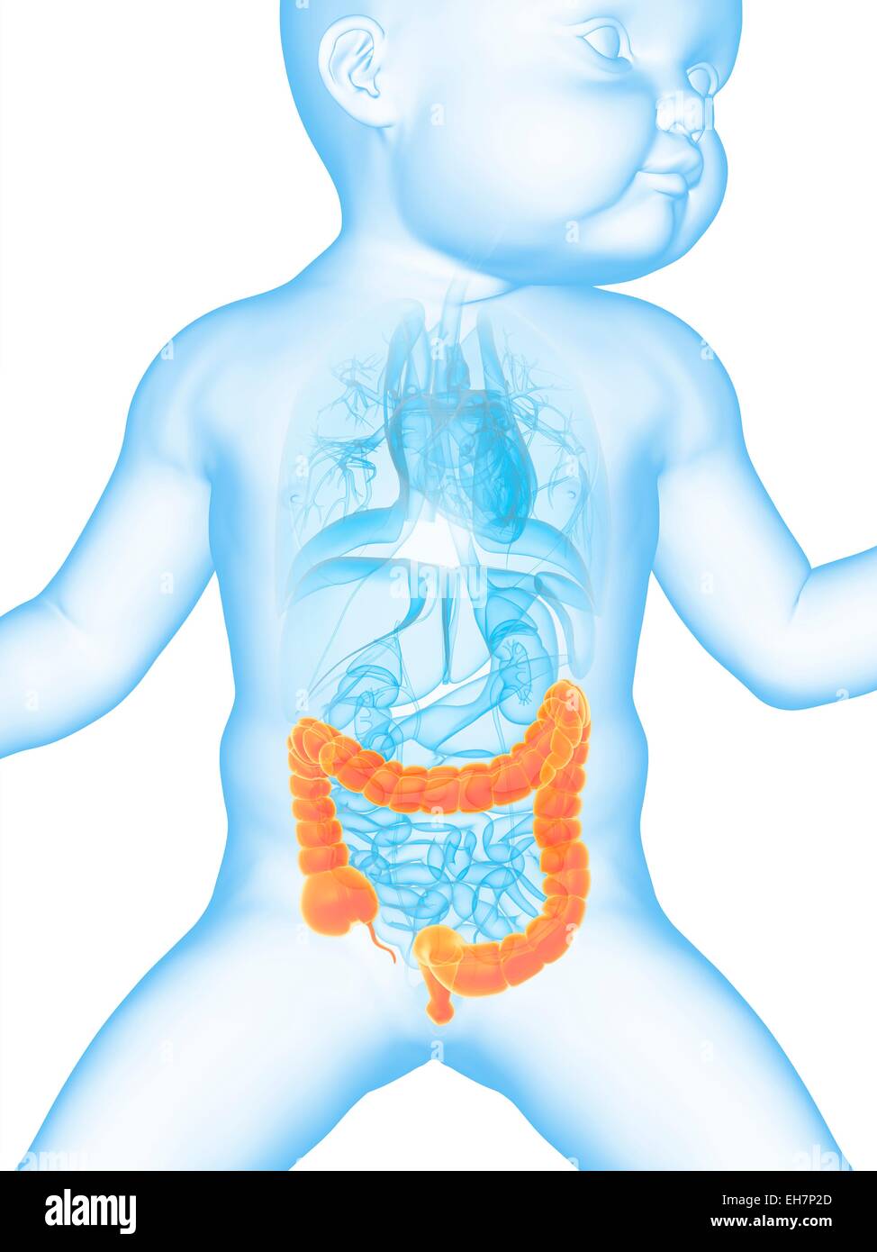 Baby's intestine, illustration Stock Photo - Alamy