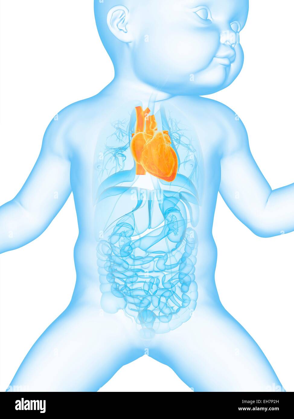 Baby's heart, illustration Stock Photo - Alamy