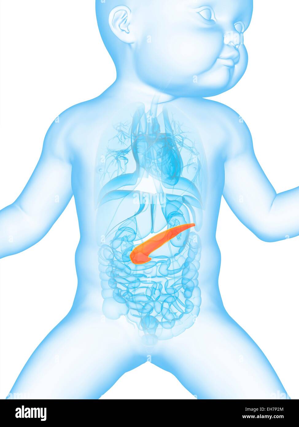 Baby's pancreas, illustration Stock Photo - Alamy