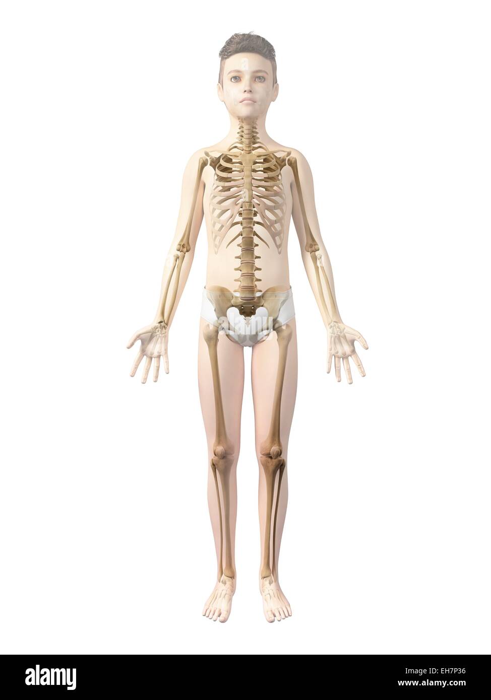 Skeletal system of boy, illustration Stock Photo - Alamy