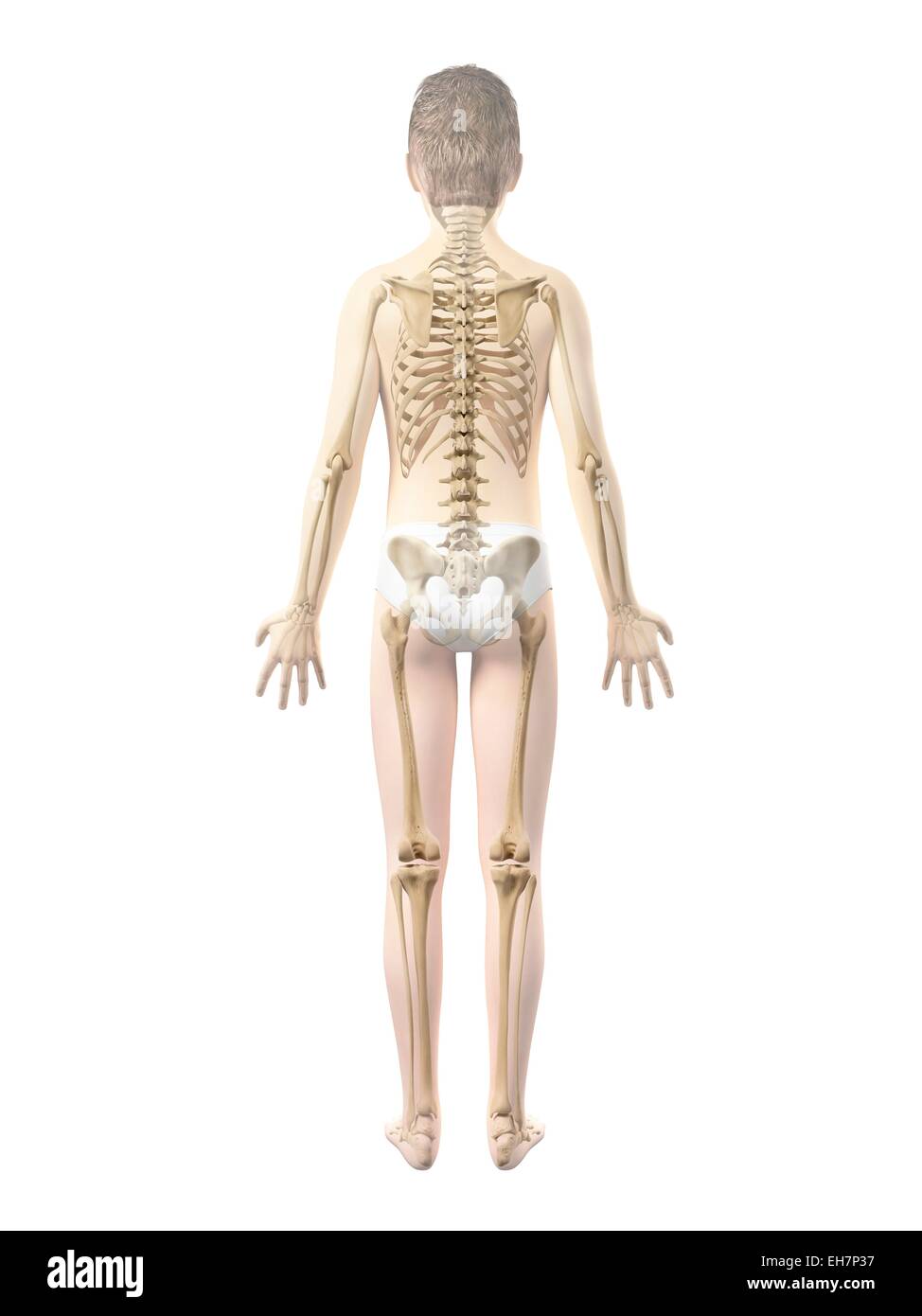 Skeletal system of boy, illustration Stock Photo - Alamy