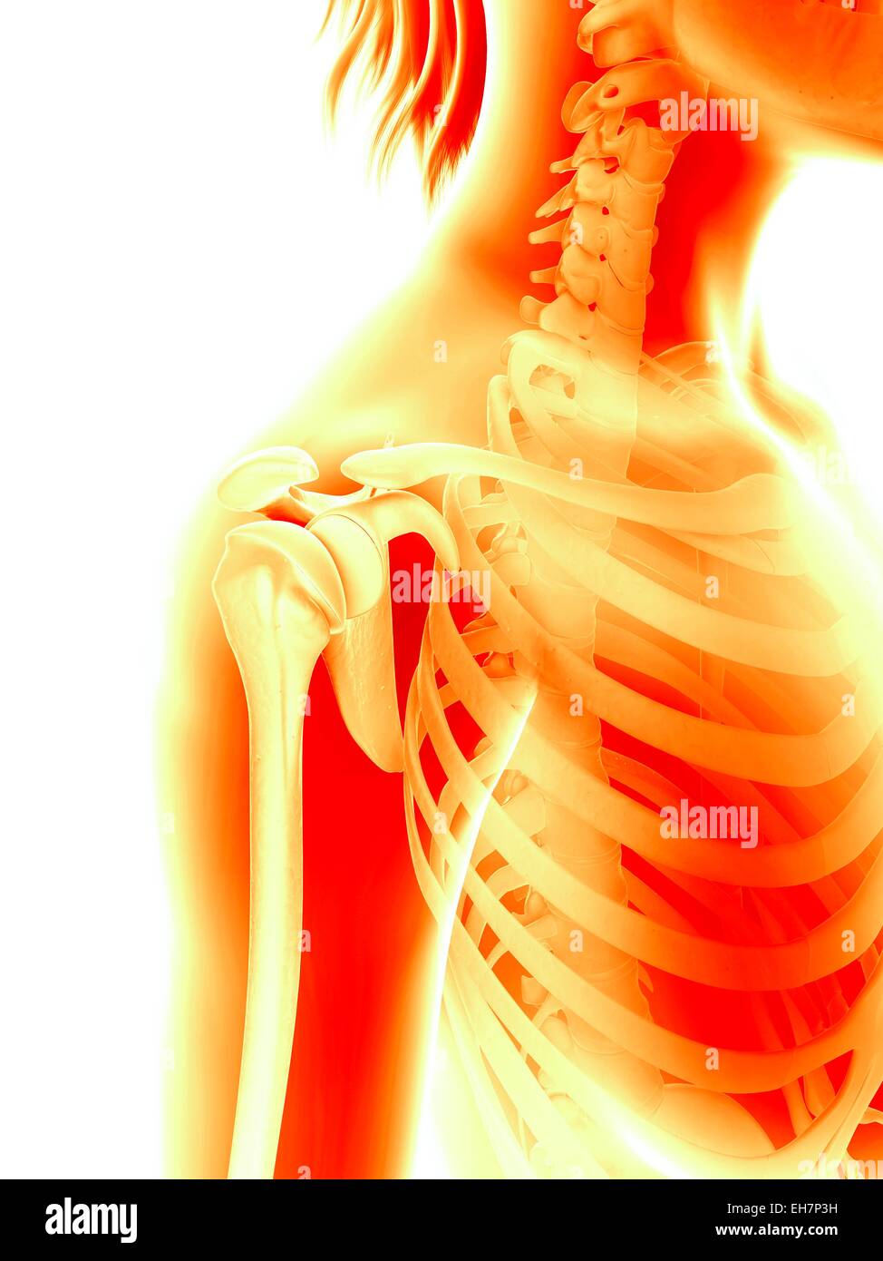 Human shoulder joint, illustration Stock Photo - Alamy