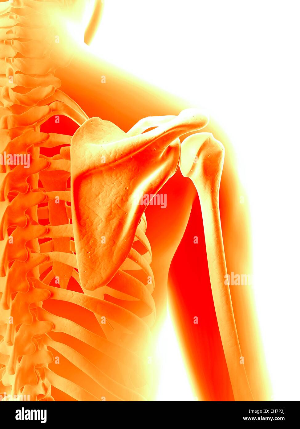 Human shoulder joint, illustration Stock Photo - Alamy