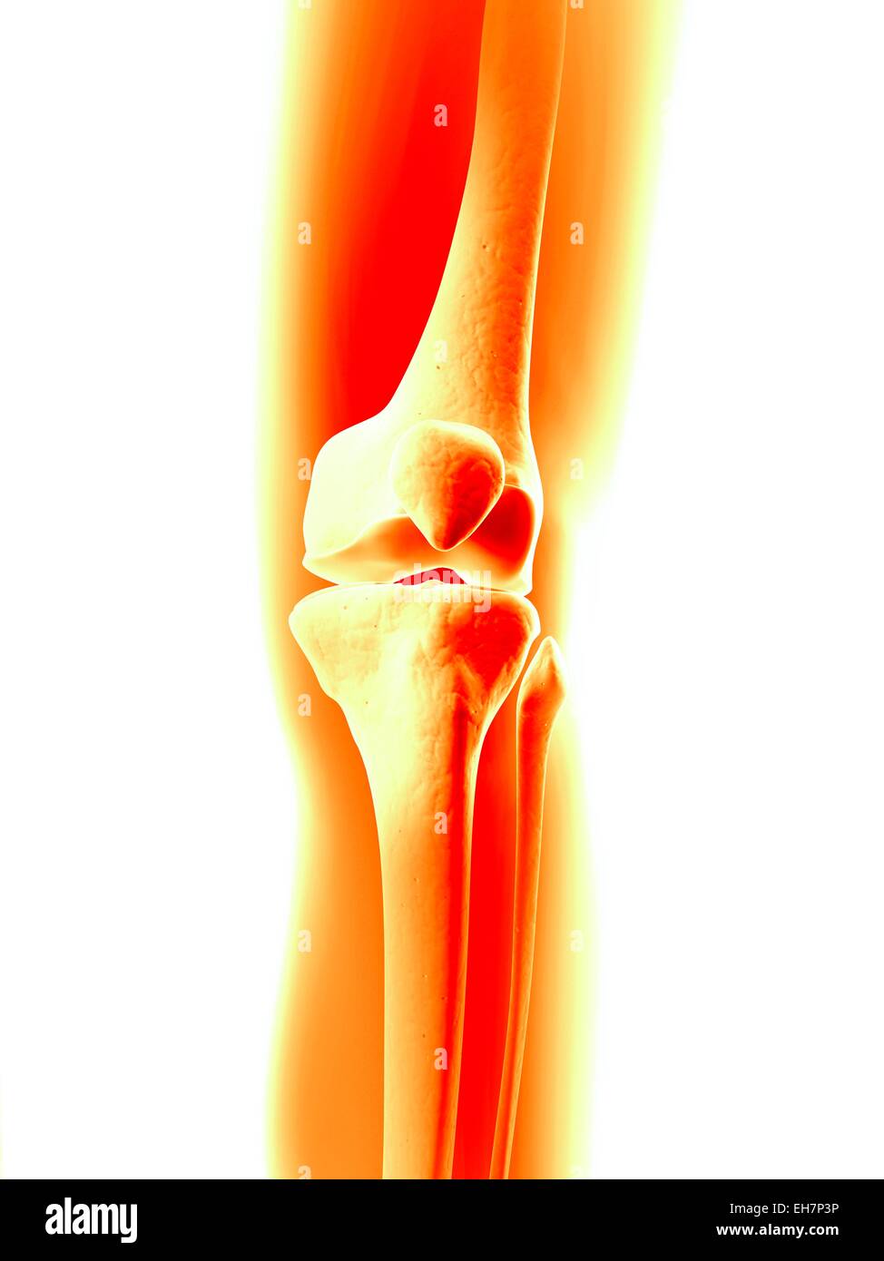 Human knee joint, illustration Stock Photo - Alamy