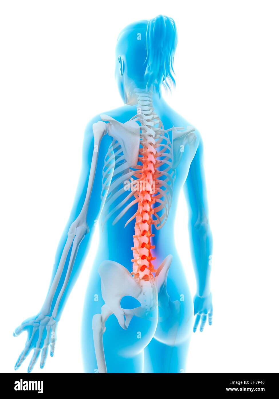 Human spine, illustration Stock Photo - Alamy