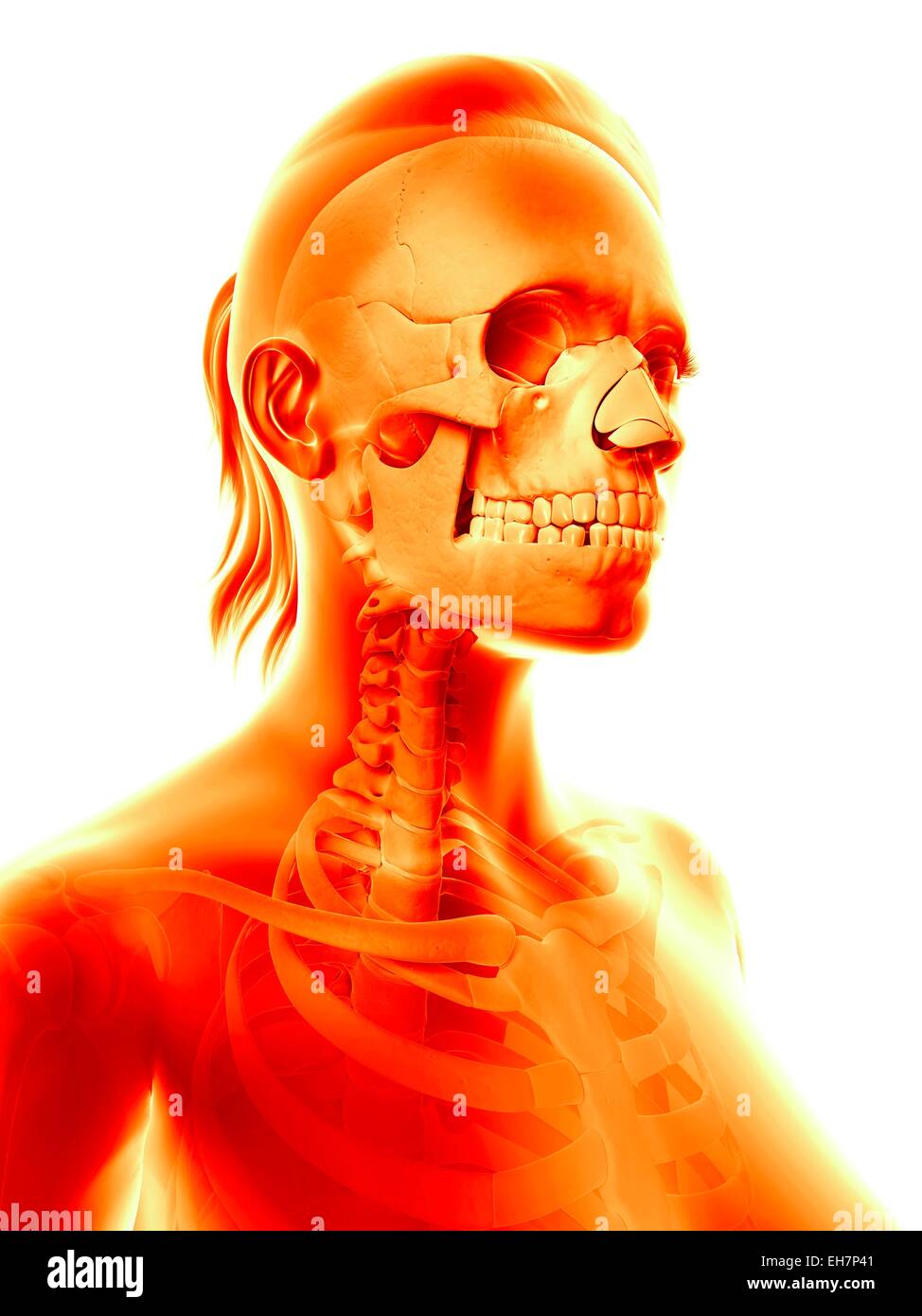 Human skull, illustration Stock Photo - Alamy