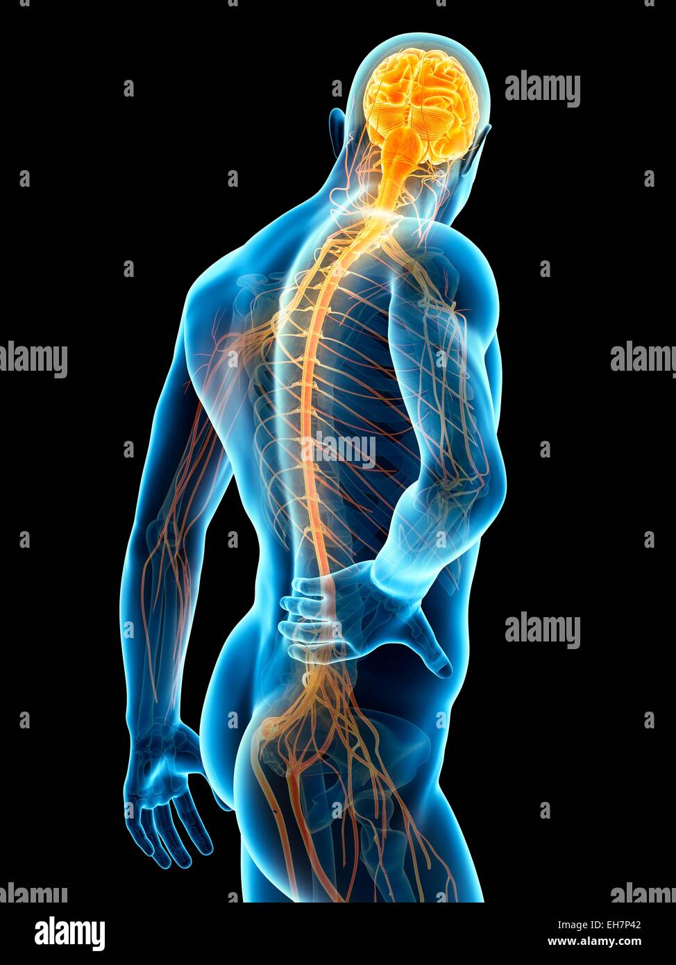 Human back pain, illustration Stock Photo - Alamy