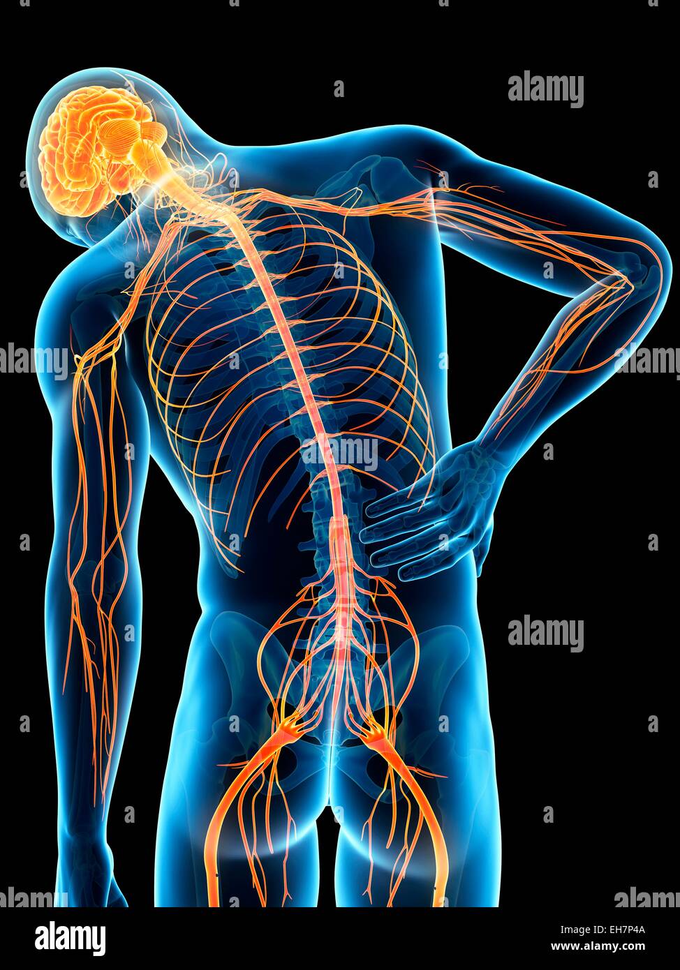 Human back pain, illustration Stock Photo - Alamy