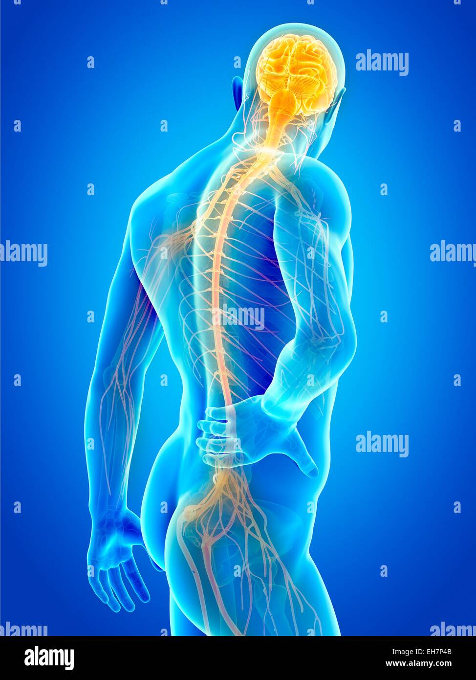 Human back pain, illustration Stock Photo - Alamy