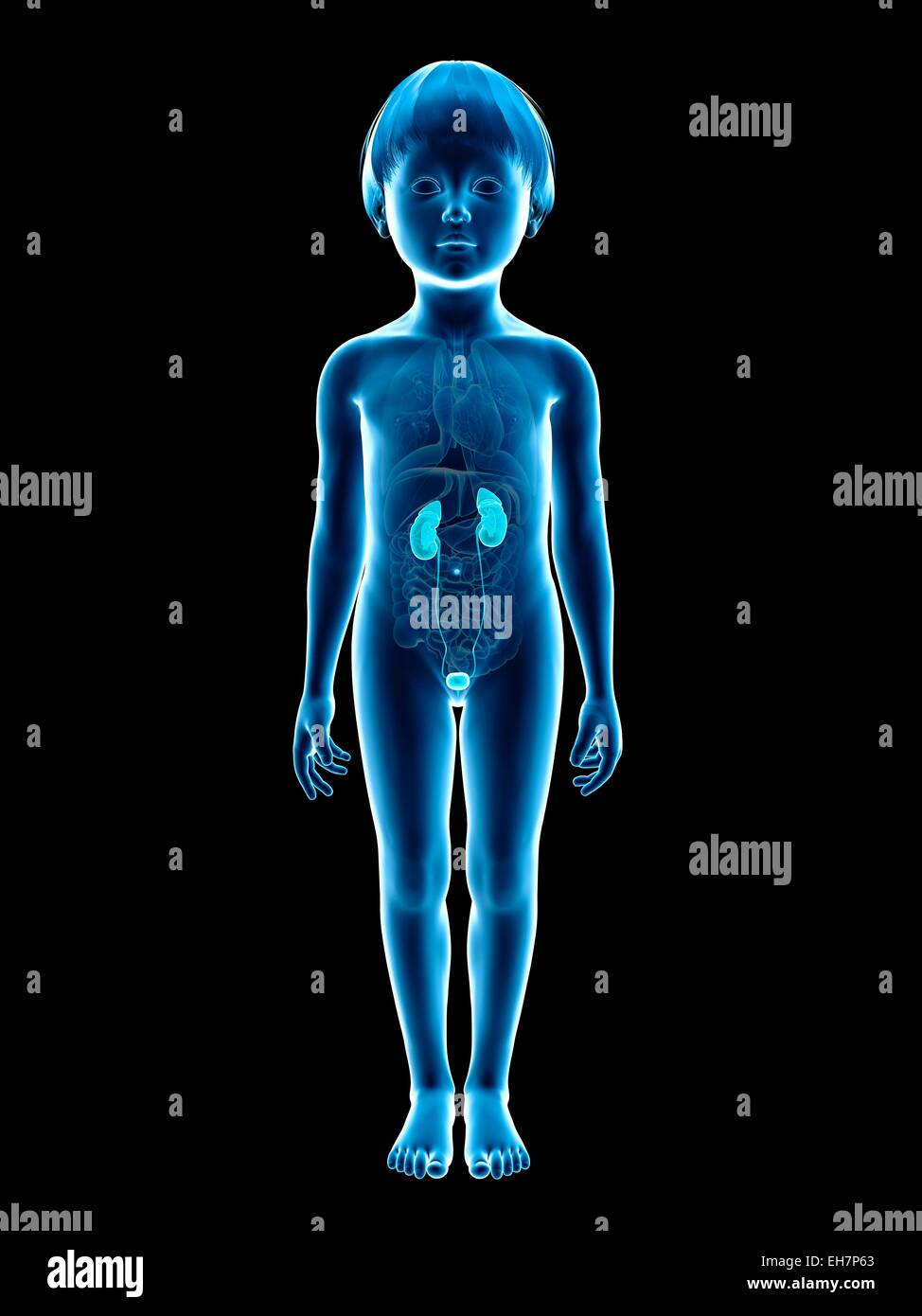 Urinary system of boy, illustration Stock Photo - Alamy