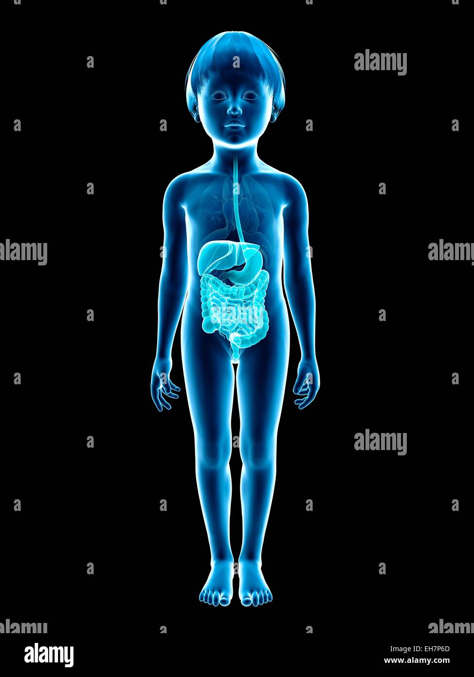 Digestive system of boy, illustration Stock Photo - Alamy