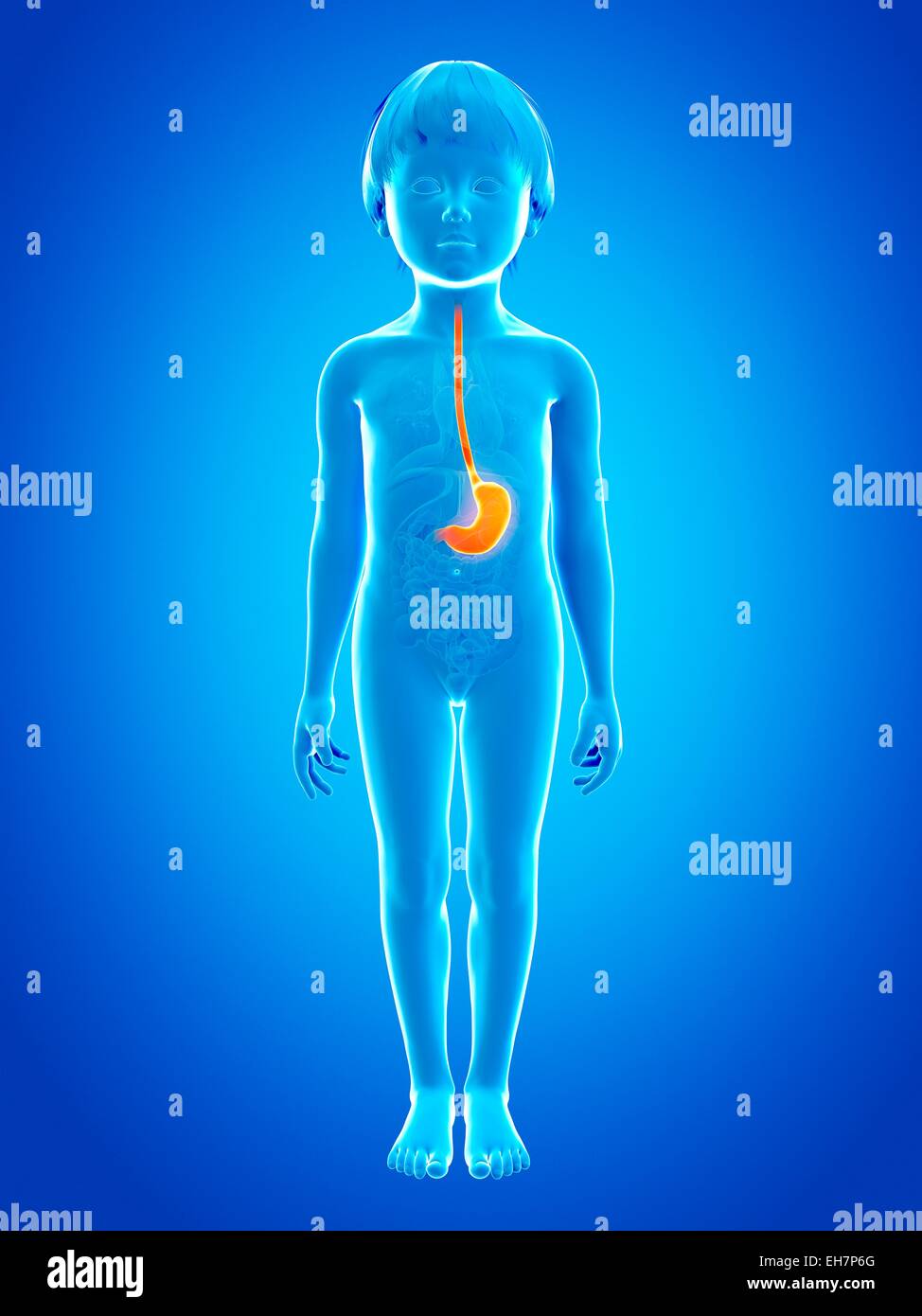 Stomach of boy, illustration Stock Photo - Alamy