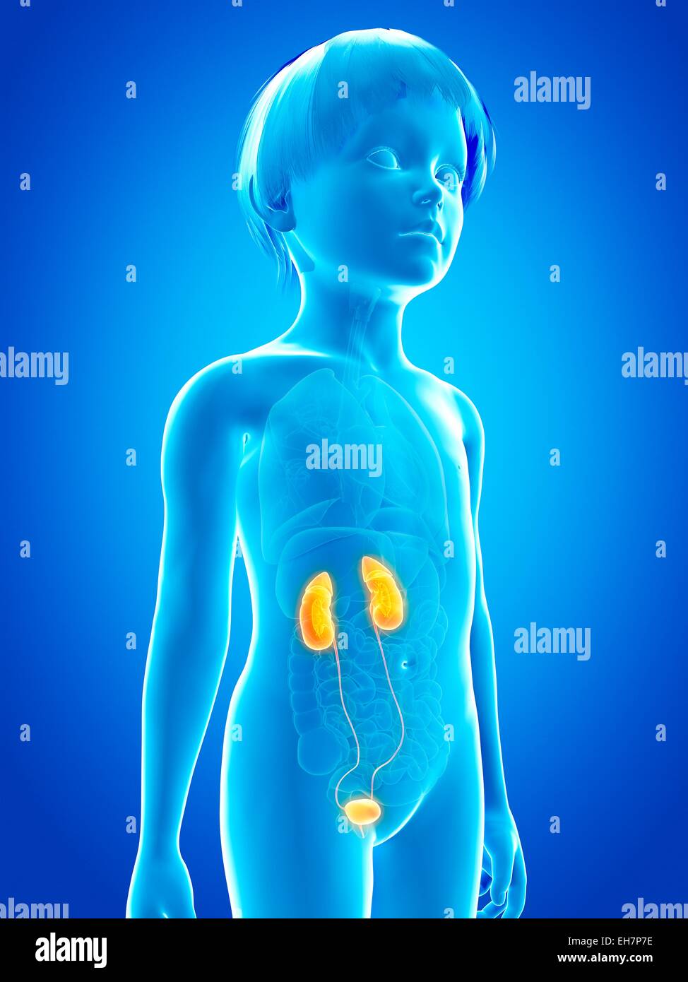 Urinary system of boy, illustration Stock Photo - Alamy
