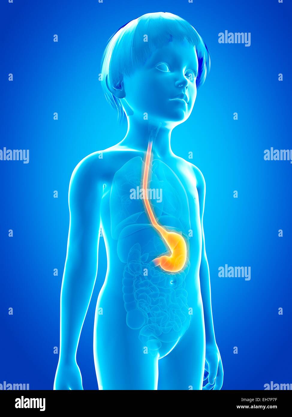 Digestive boy illustration hi-res stock photography and images - Alamy