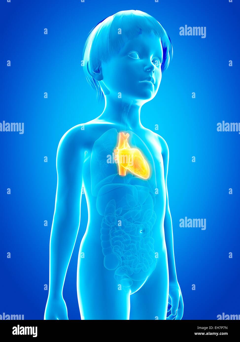 Boy anatomy heart hi-res stock photography and images - Alamy