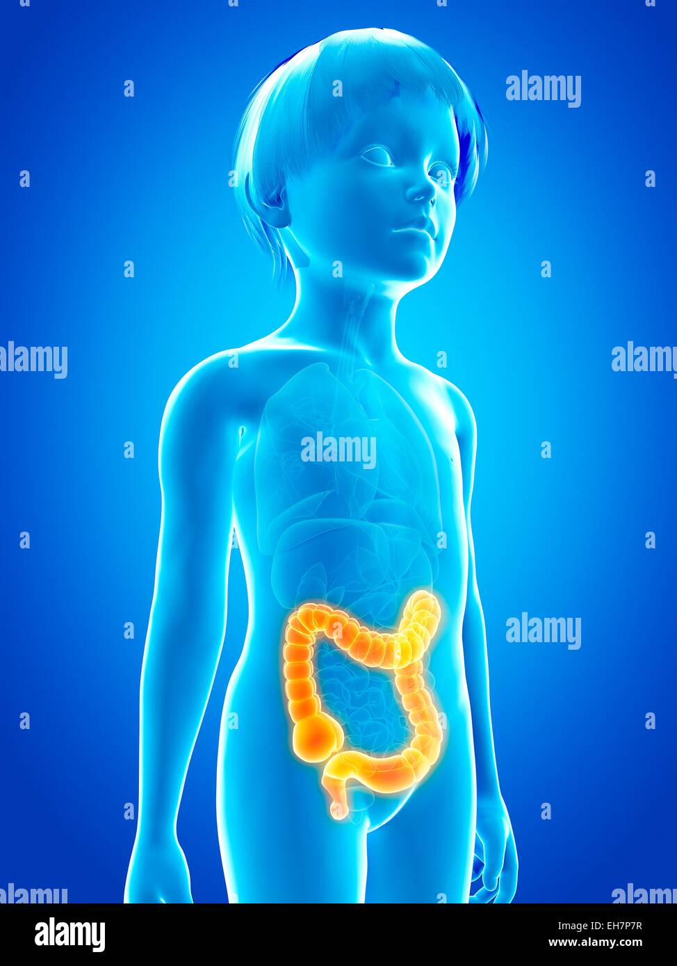 Intestine of boy, illustration Stock Photo - Alamy